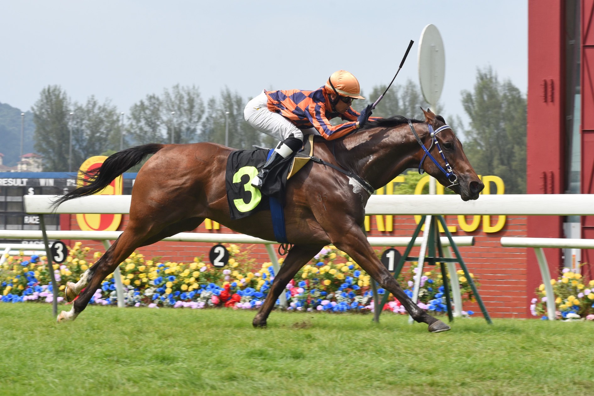 Bold Runner Delivers A Bold Win | Selangor Turf Club